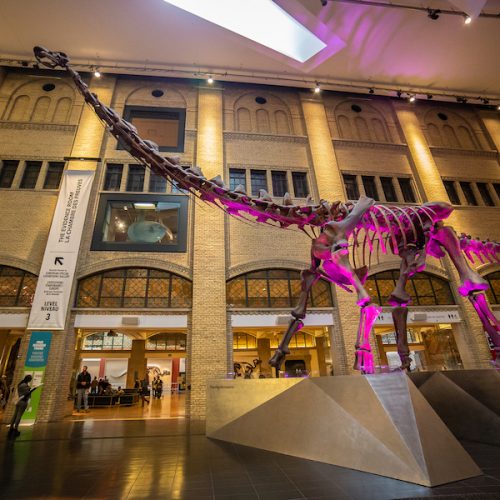 The ROM Now Offers 3rd Monday Nights Free At The Museum