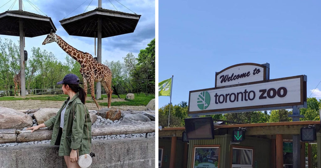There's A Huge Party Happening At The Toronto Zoo This Summer