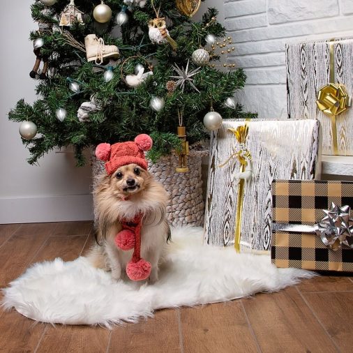 You Can Get Free PetSmart Pet Photos With Santa Until December 22